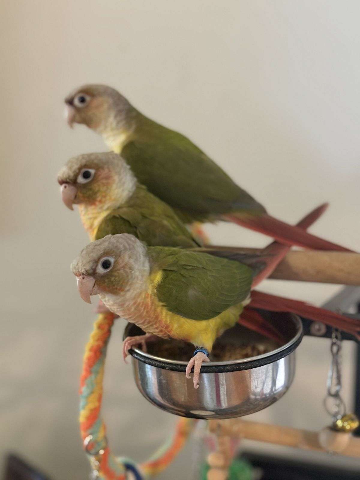 Greencheek Conures- Pineapple