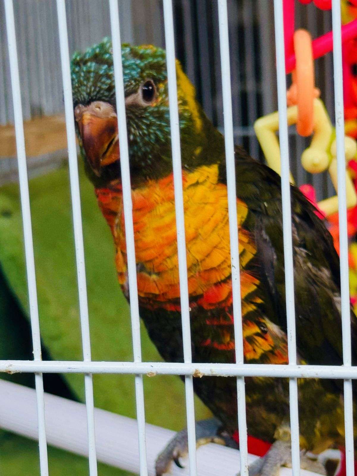 Olive Rainbow Lory