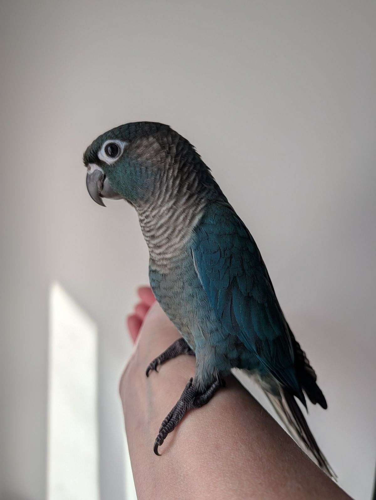 Green Cheeks Conure