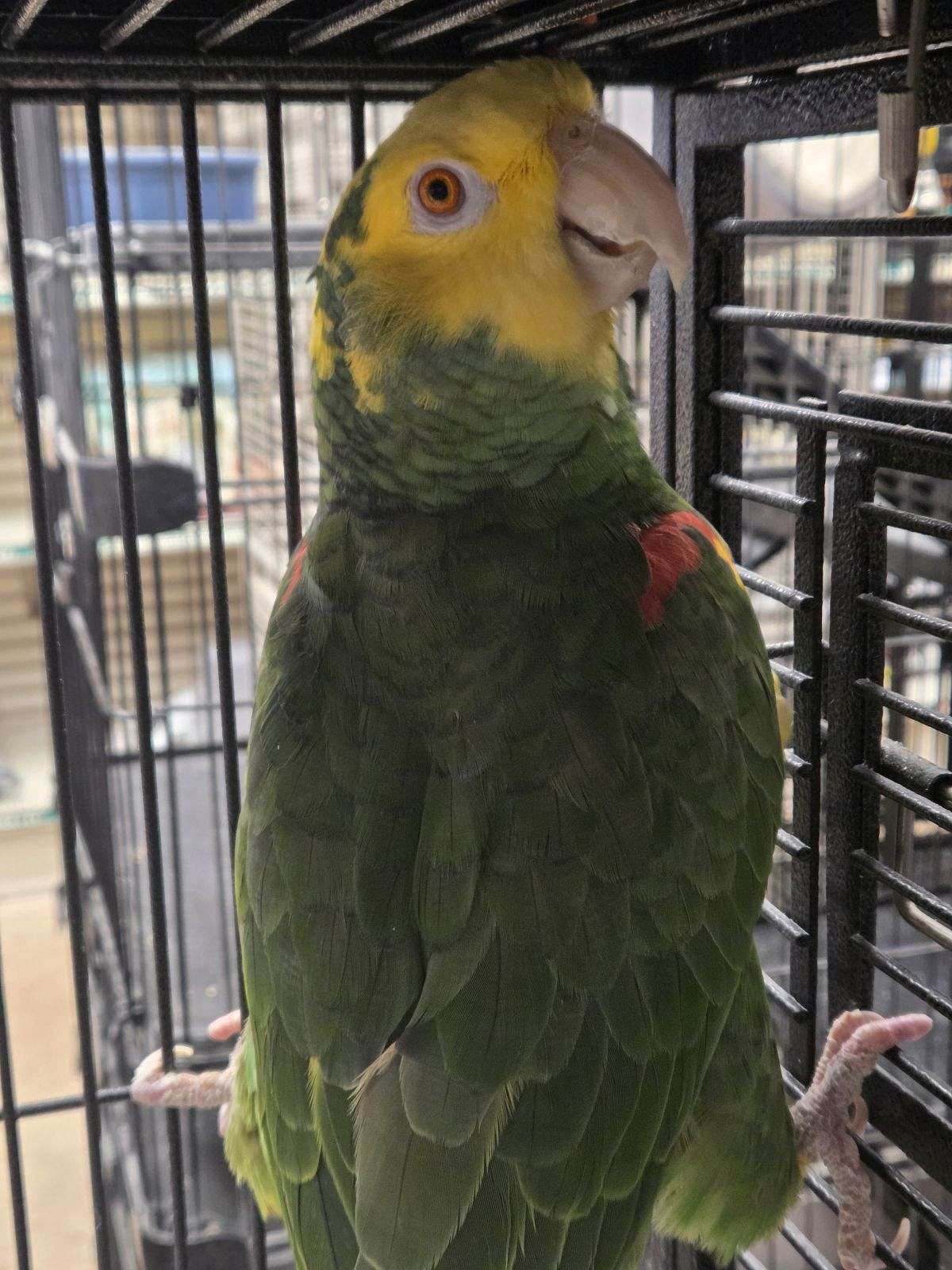 Double yellow headed Amazon