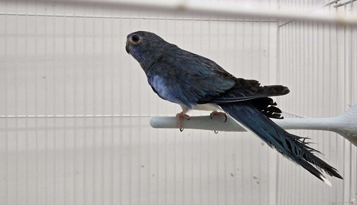 Violet Splendid - Scarlet Chested Parakeet