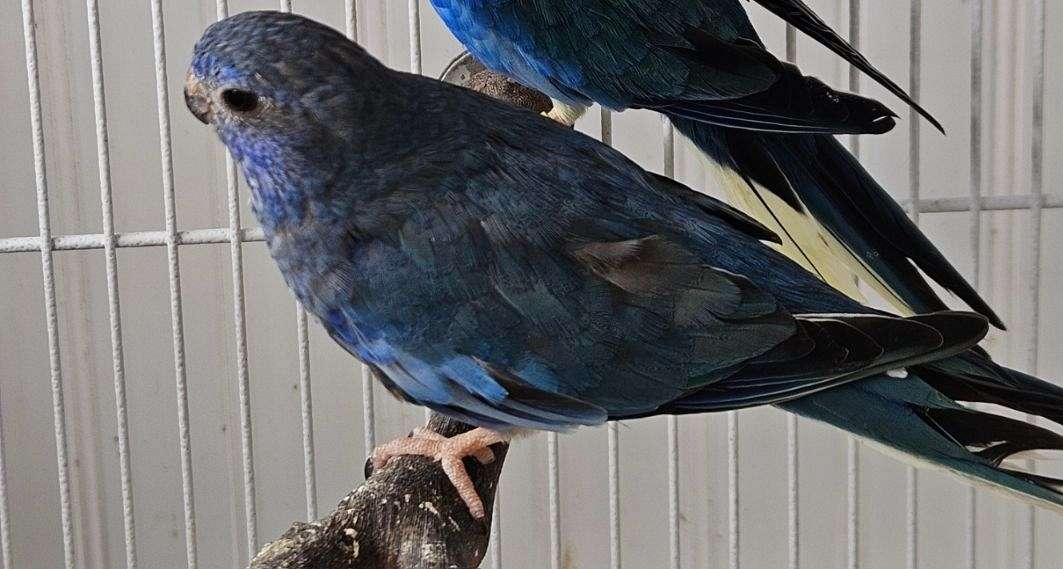 Violet Splendid - Scarlet Chested Parakeet