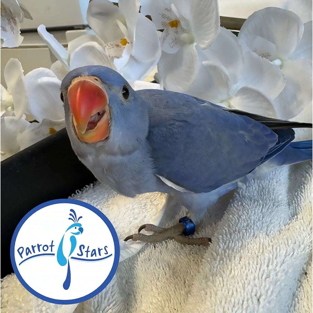 Baby Violet Cobalt Indian Ringneck available at Parrot Stars