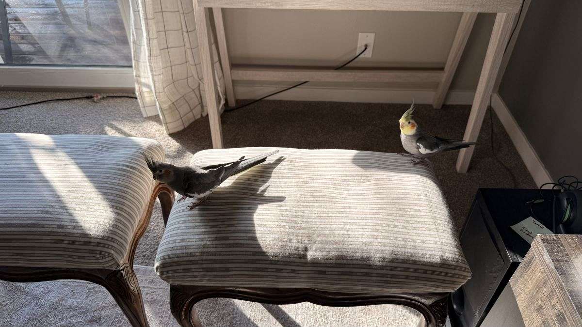 cockatiel bonded breeding pair