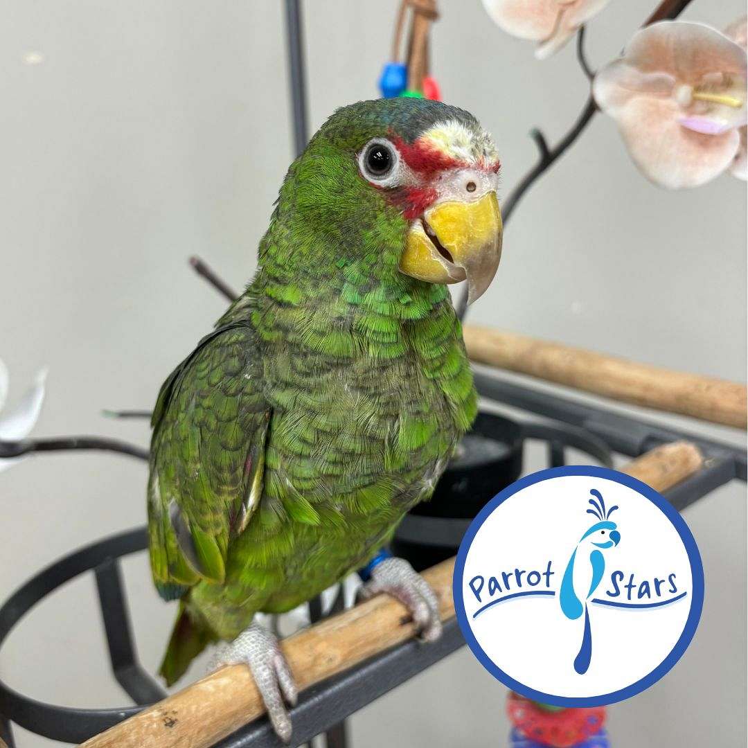 Baby White-Fronted Amazon
