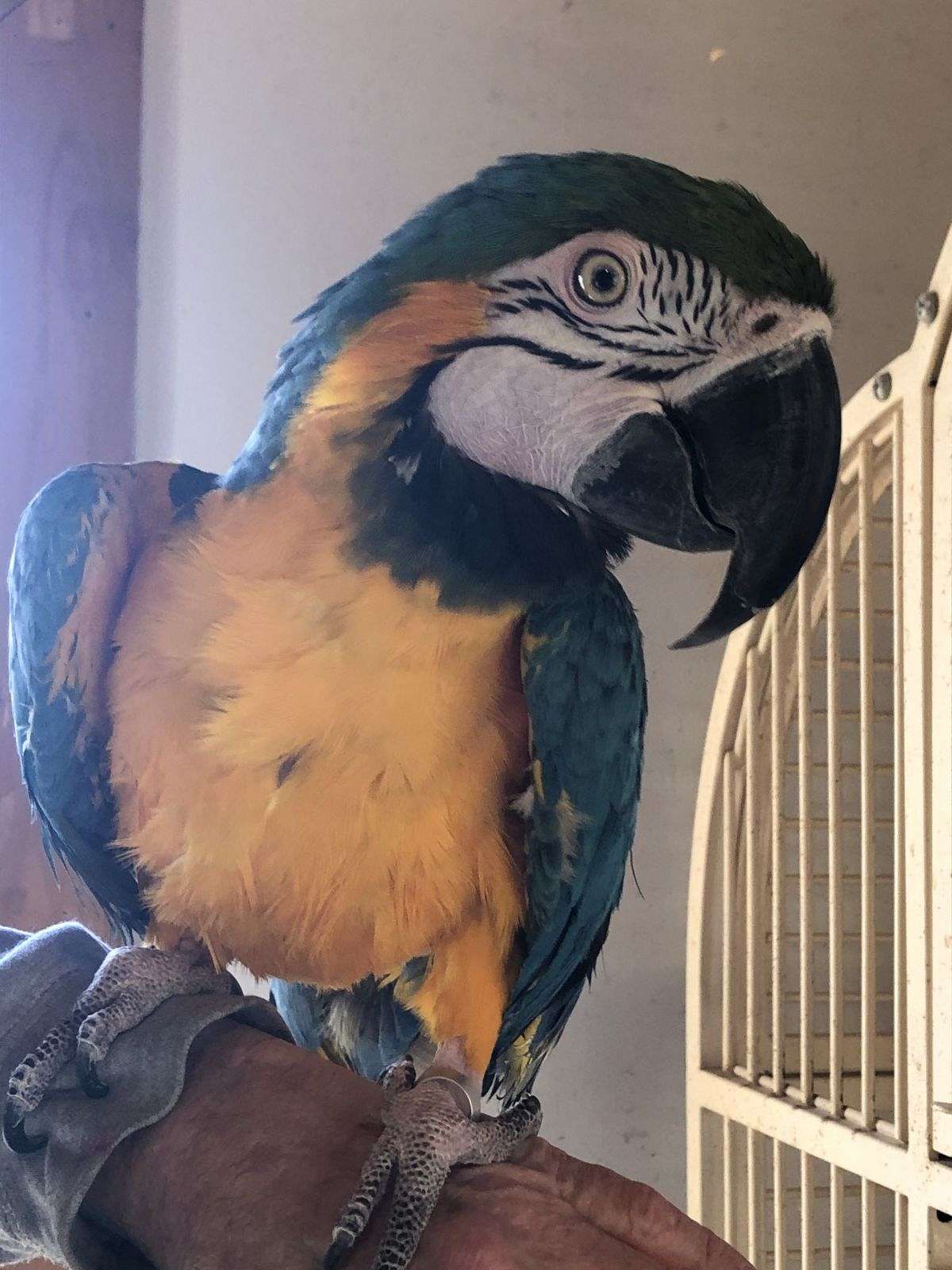 Macaw