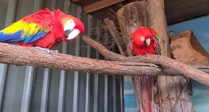 Scarlet macaw breeding pair