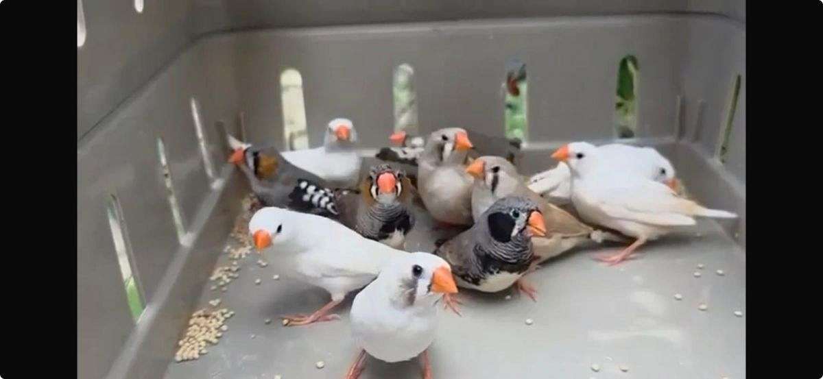 Zebra Finches – Healthy & Active.