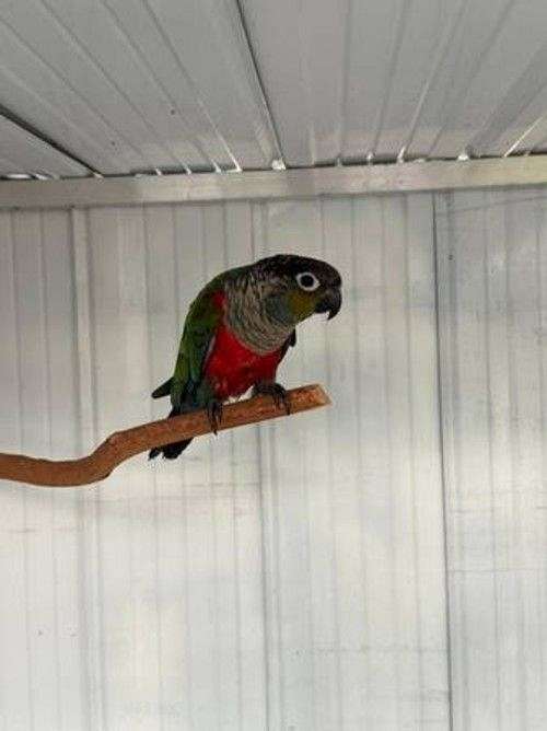 Crimson Belly Conure
