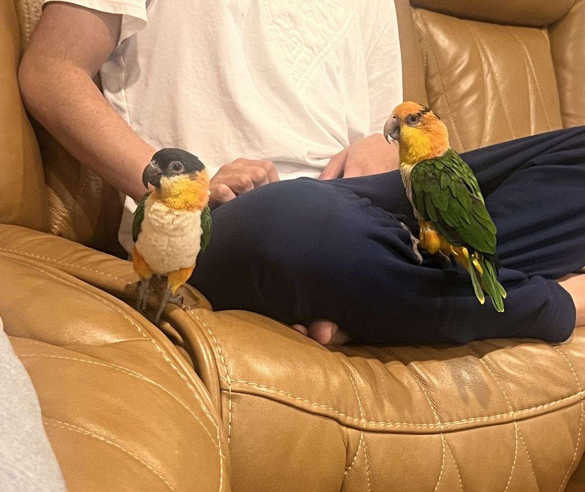 Male & Female Caique Pair – Pet Home Only – Includes Cage