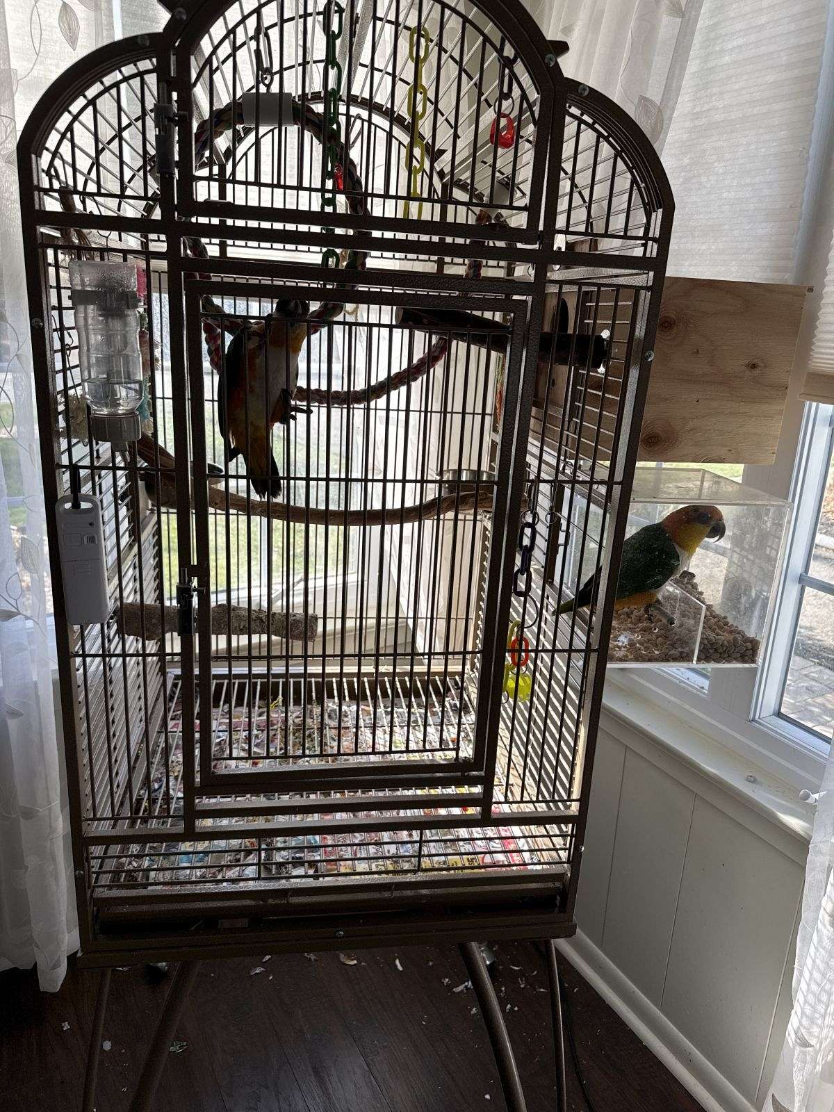Male & Female Caique Pair – Pet Home Only – Includes Cage