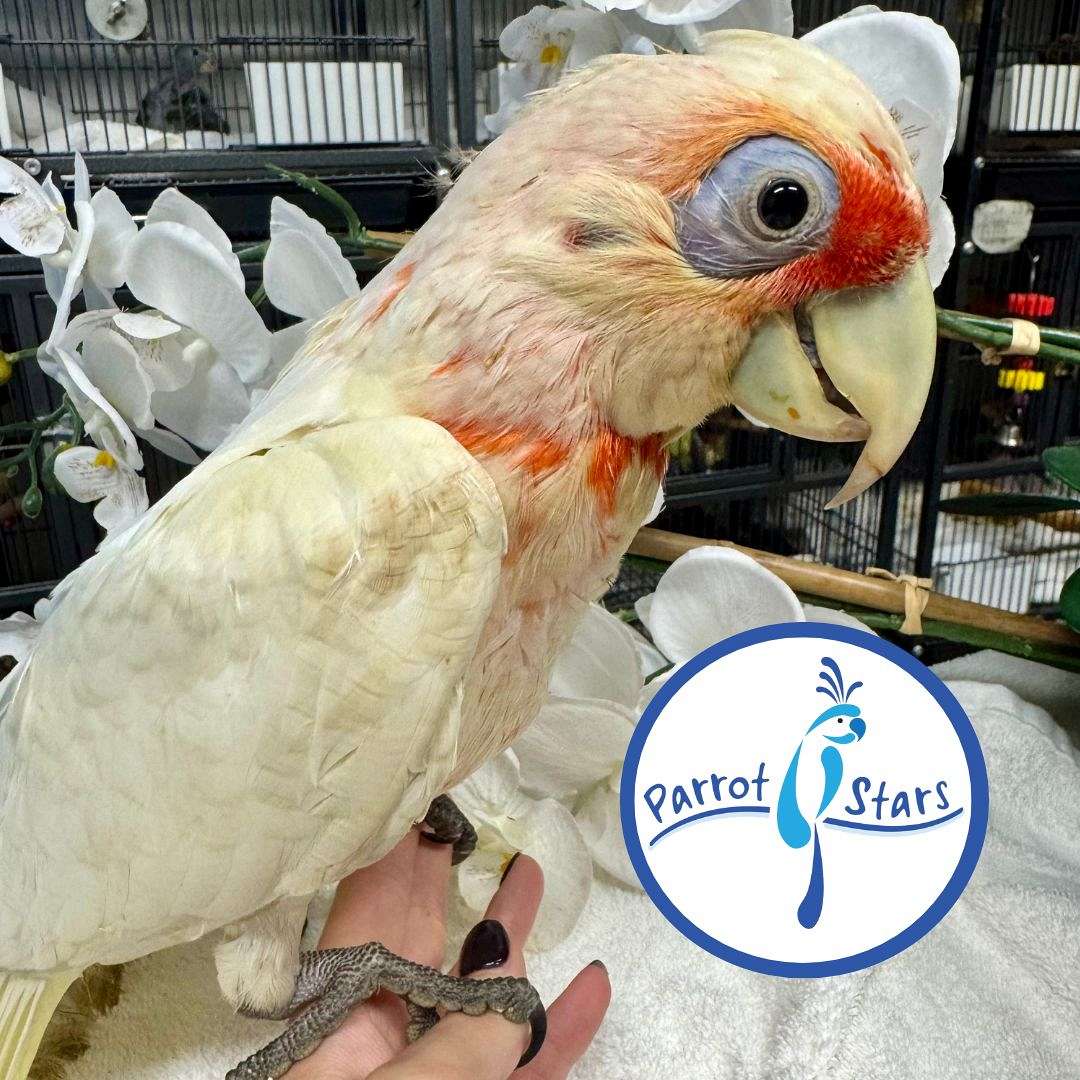 Baby Slender-Billed Cockatoo