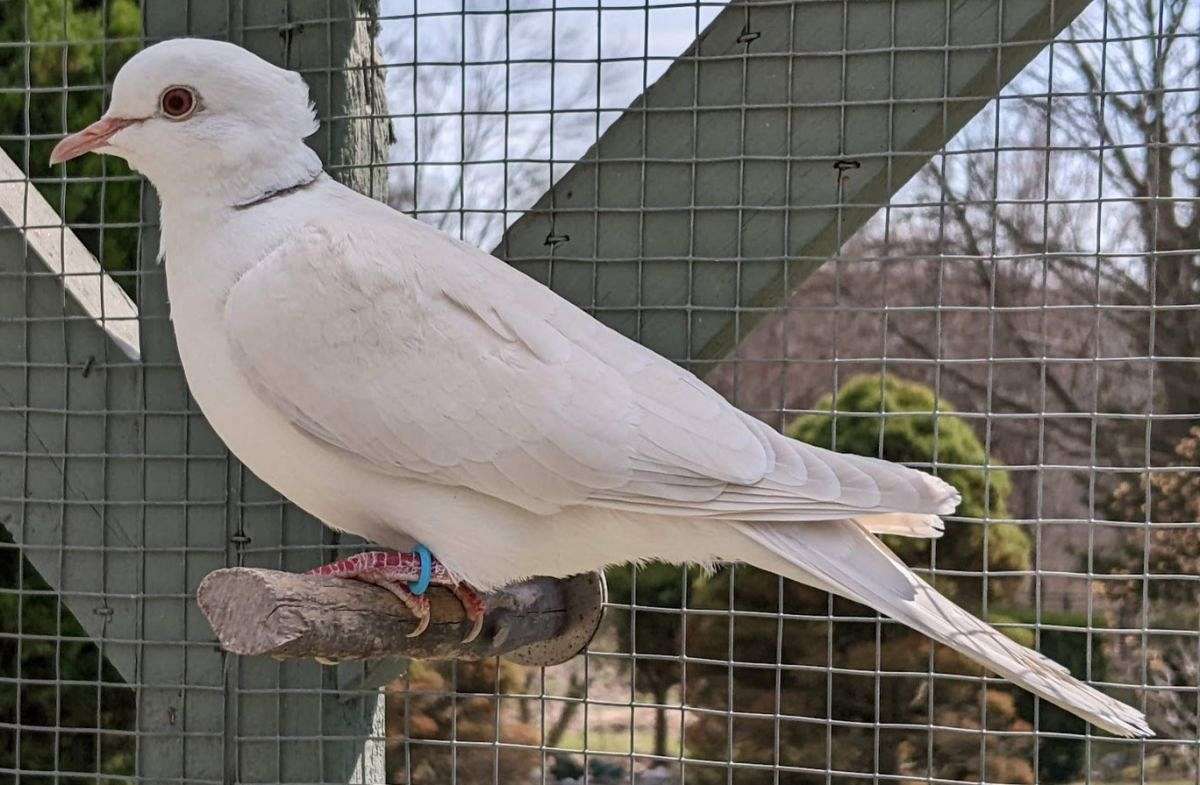 Blond Ivory Crested and Dark Ivory Crested Ringneck Dove Pair