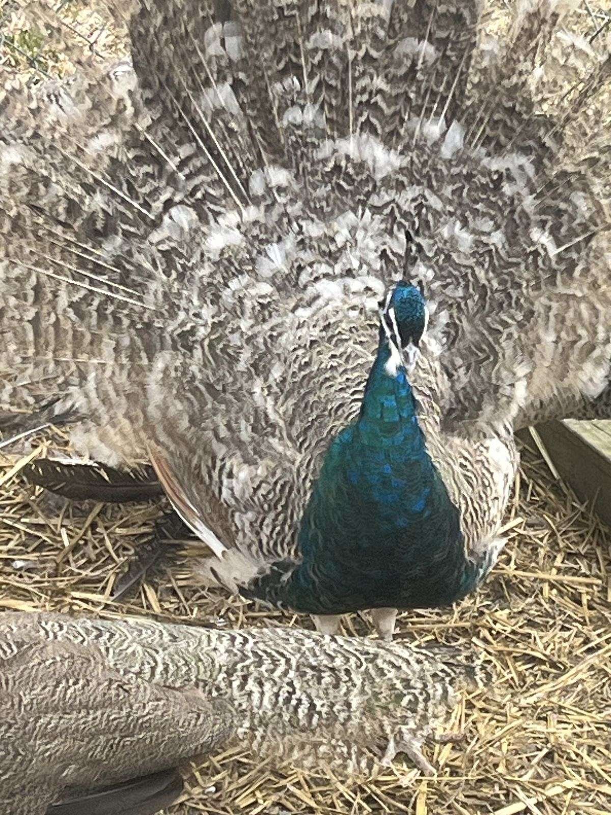 Peacock