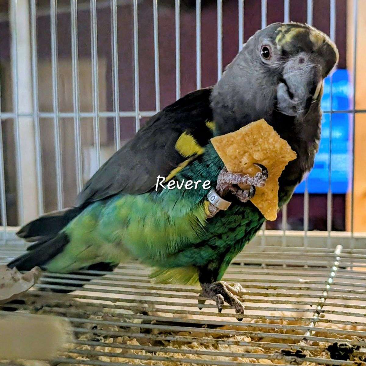 Meyers Parrot