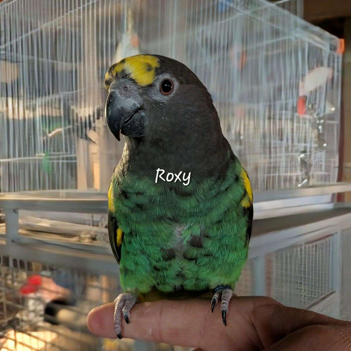 Meyers Parrot