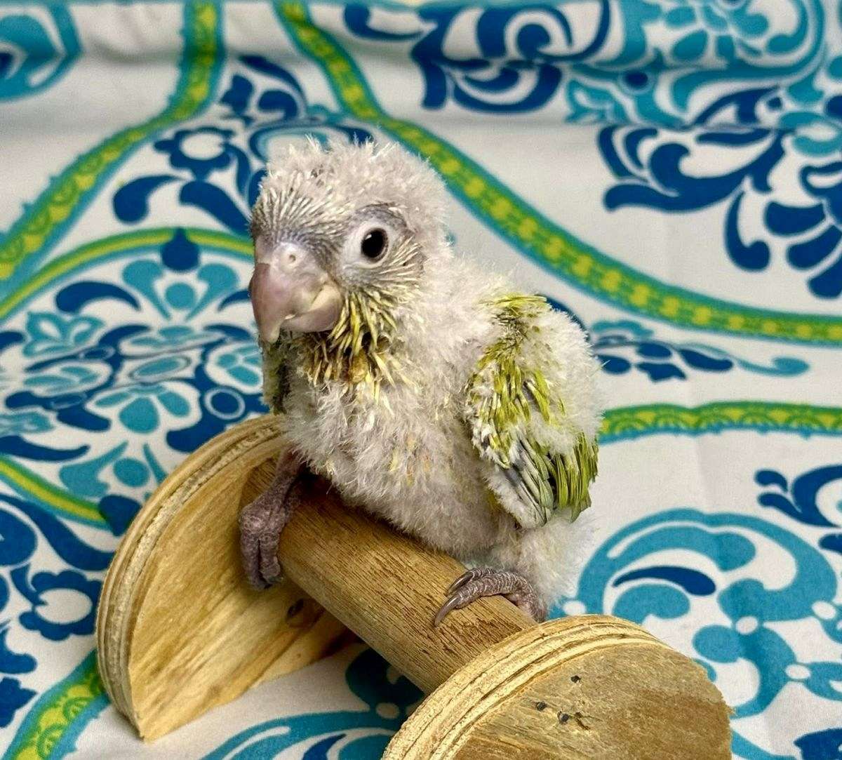 Baby Conures, American dilute
