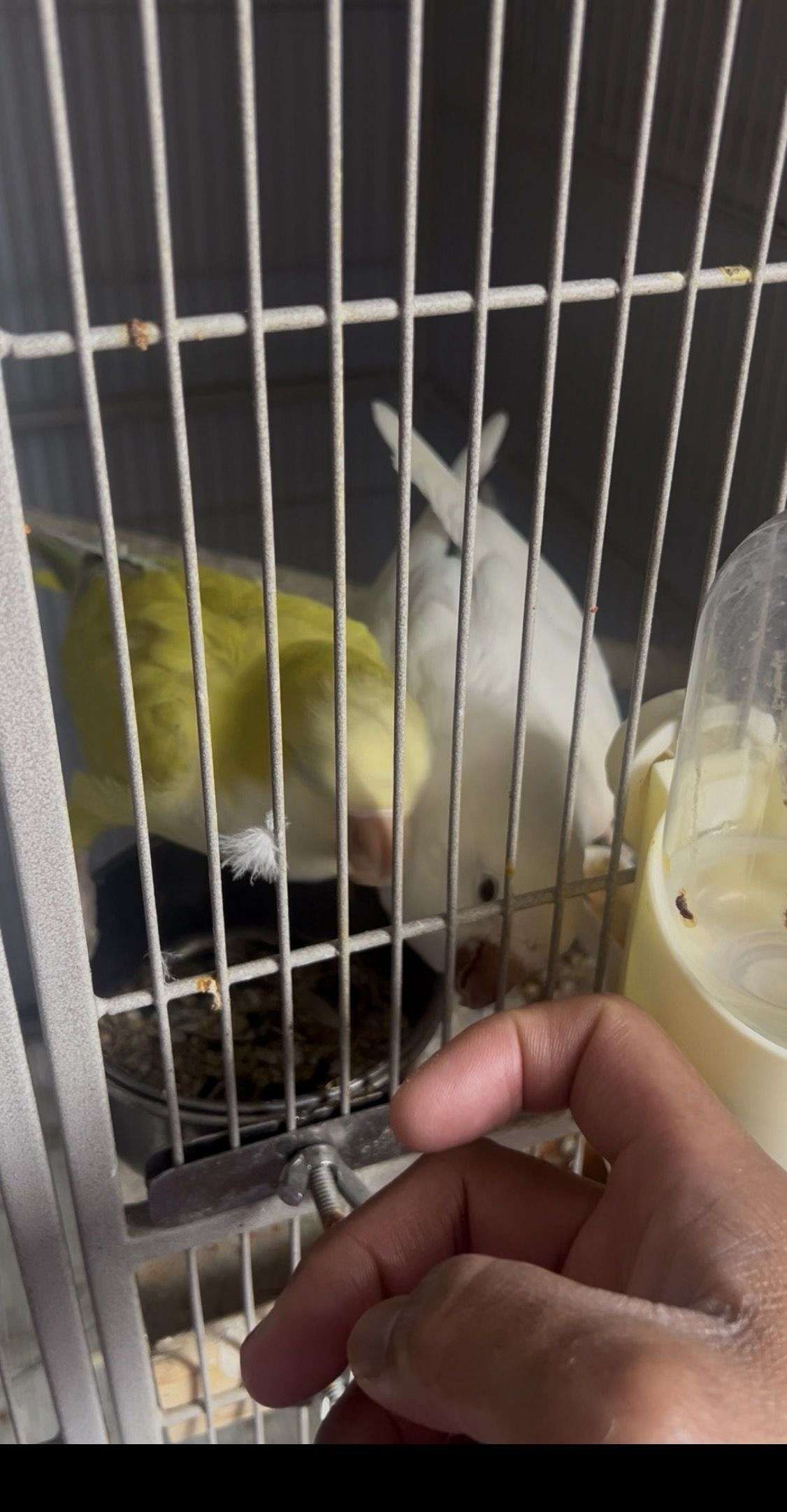 Breeding pair