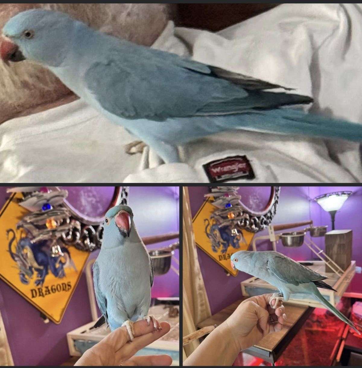 Female Ringneck