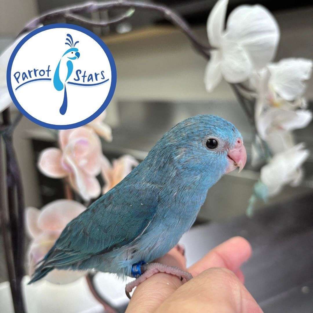Baby Blue Parrotlet