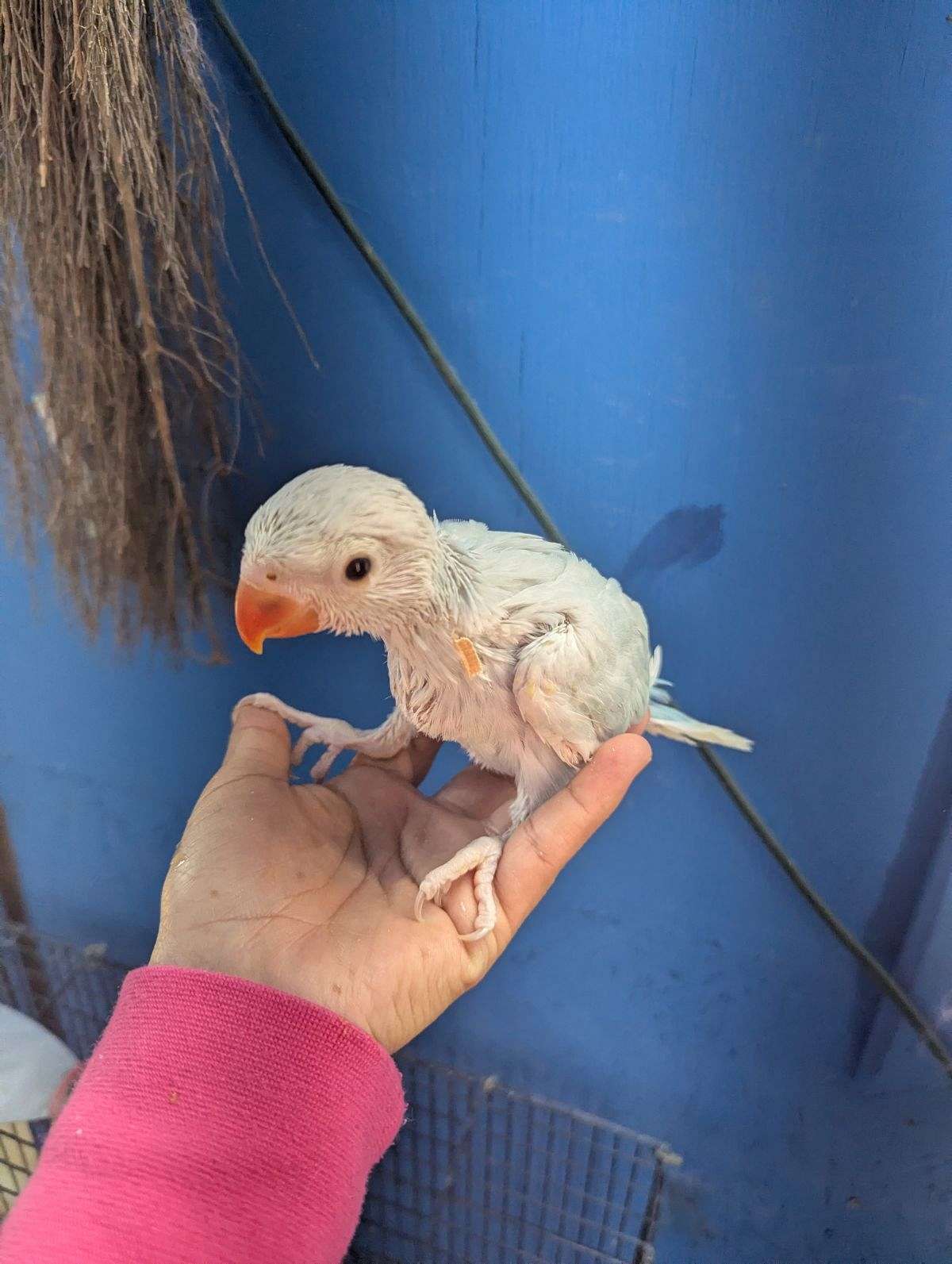 Indian Ringneck