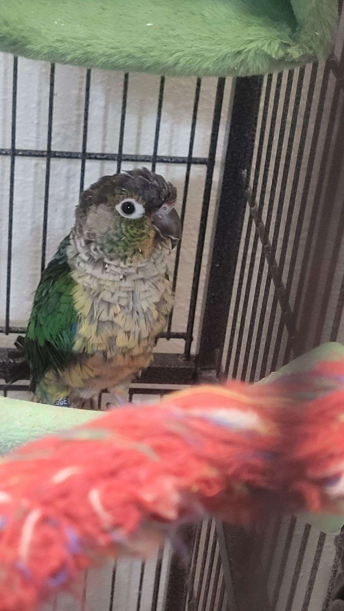 Female Green Cheek Conure