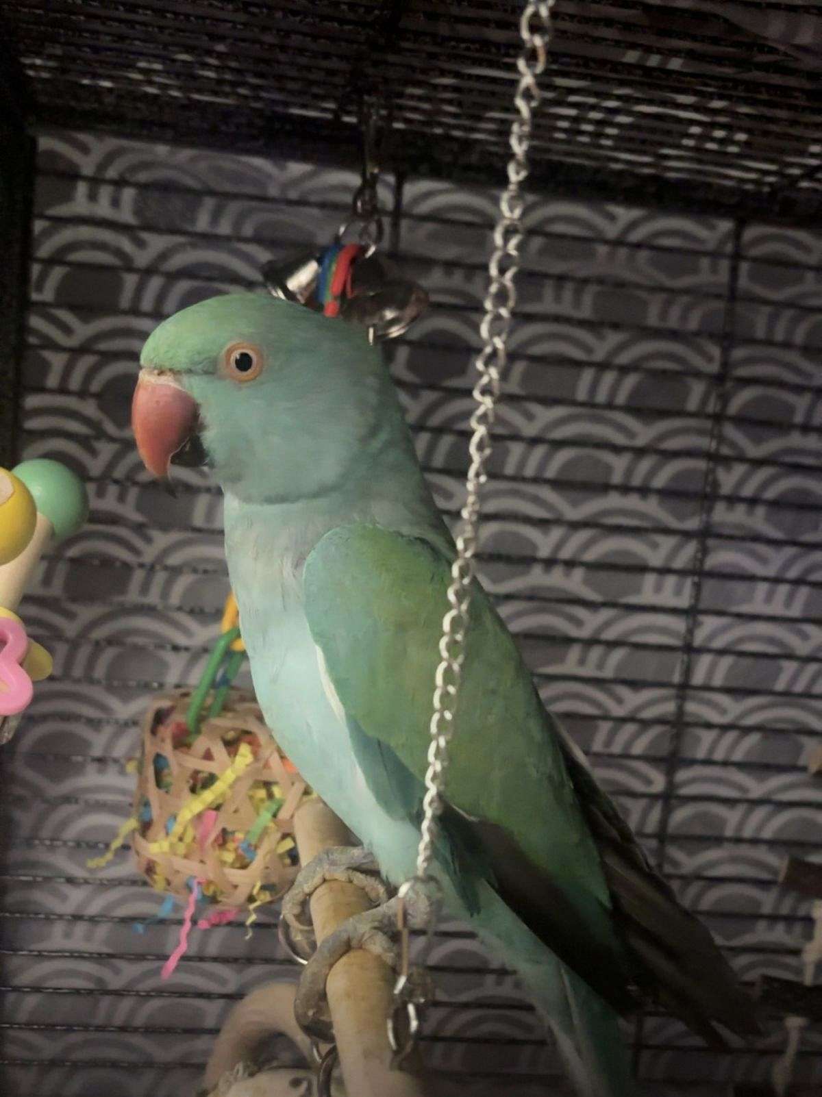 Indian ring neck (blue)