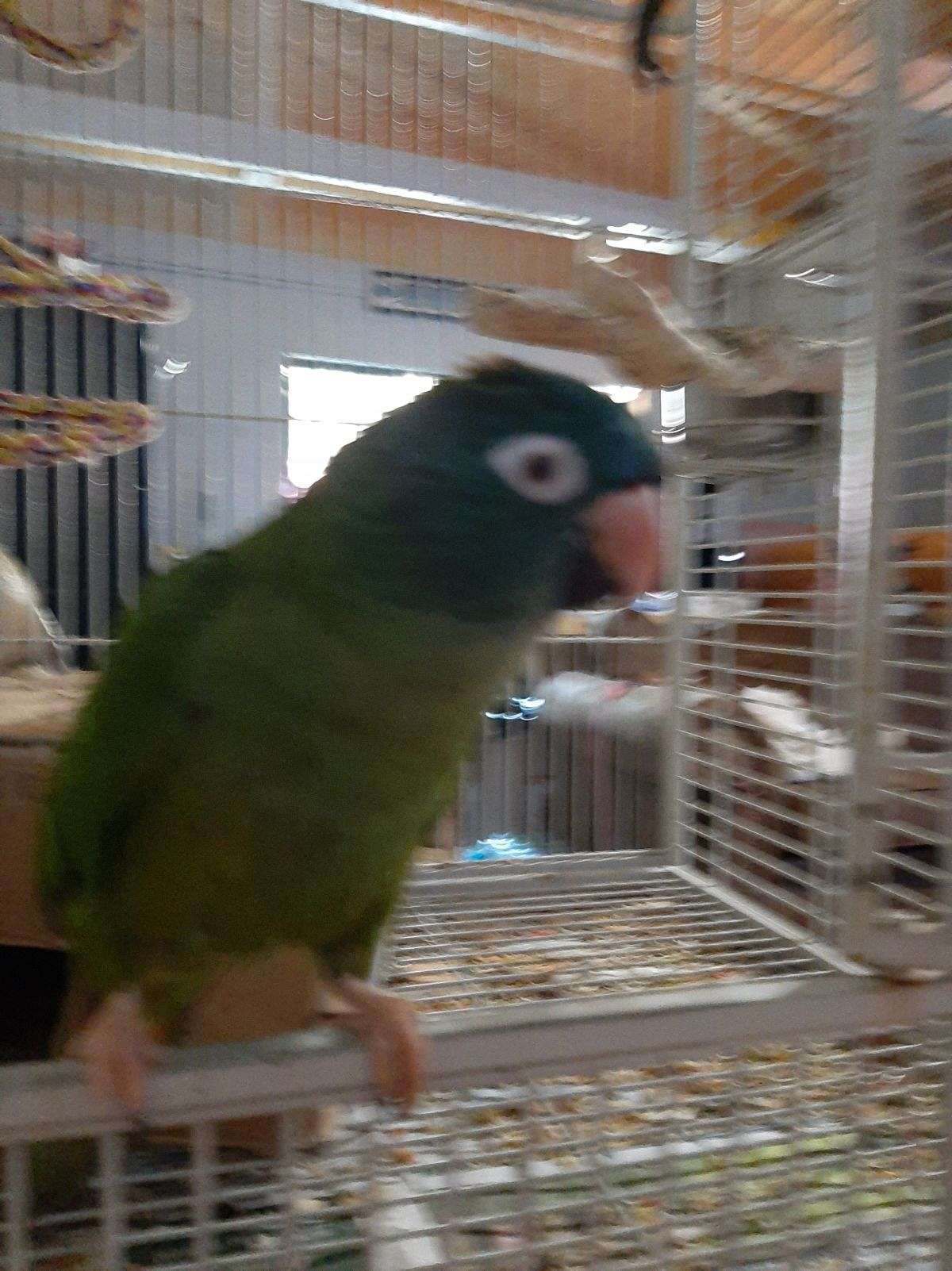 2 conures