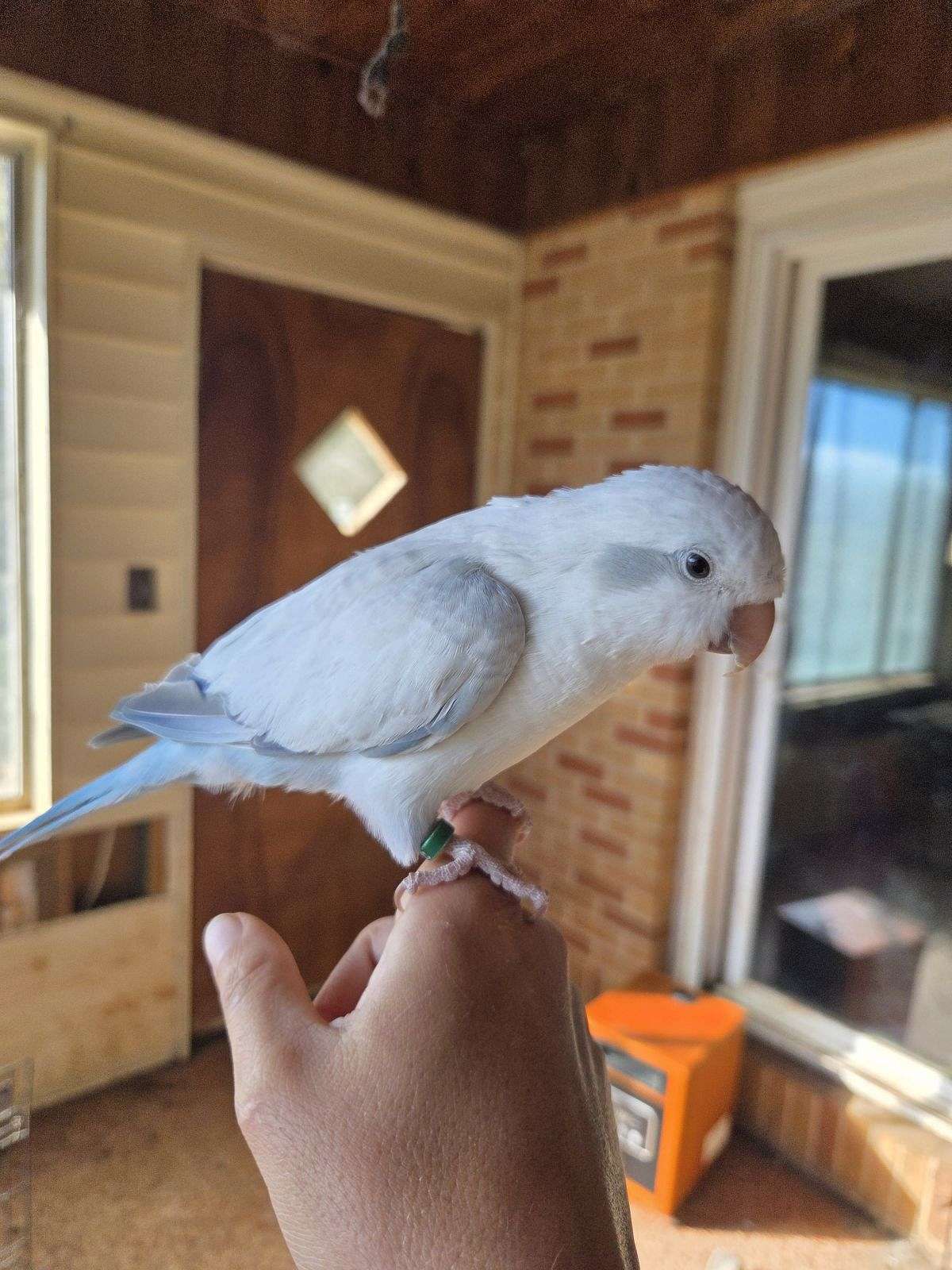 Blue crossover quaker parrot