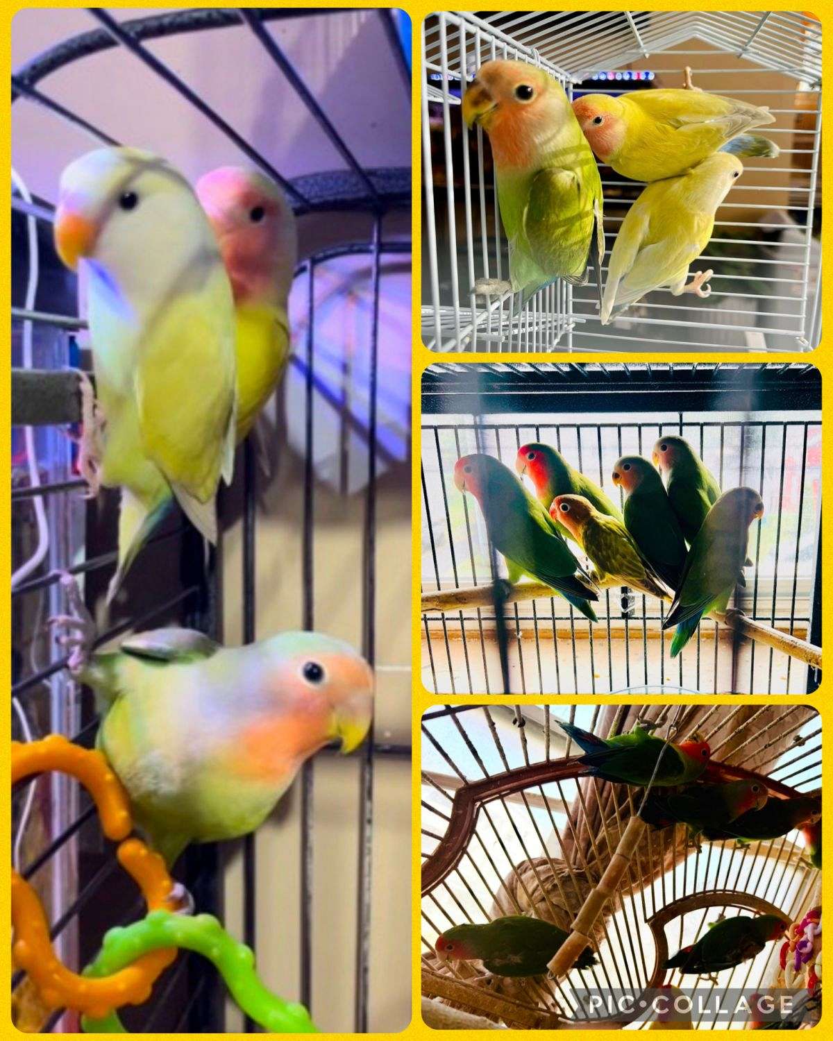 Lovebirds for sale