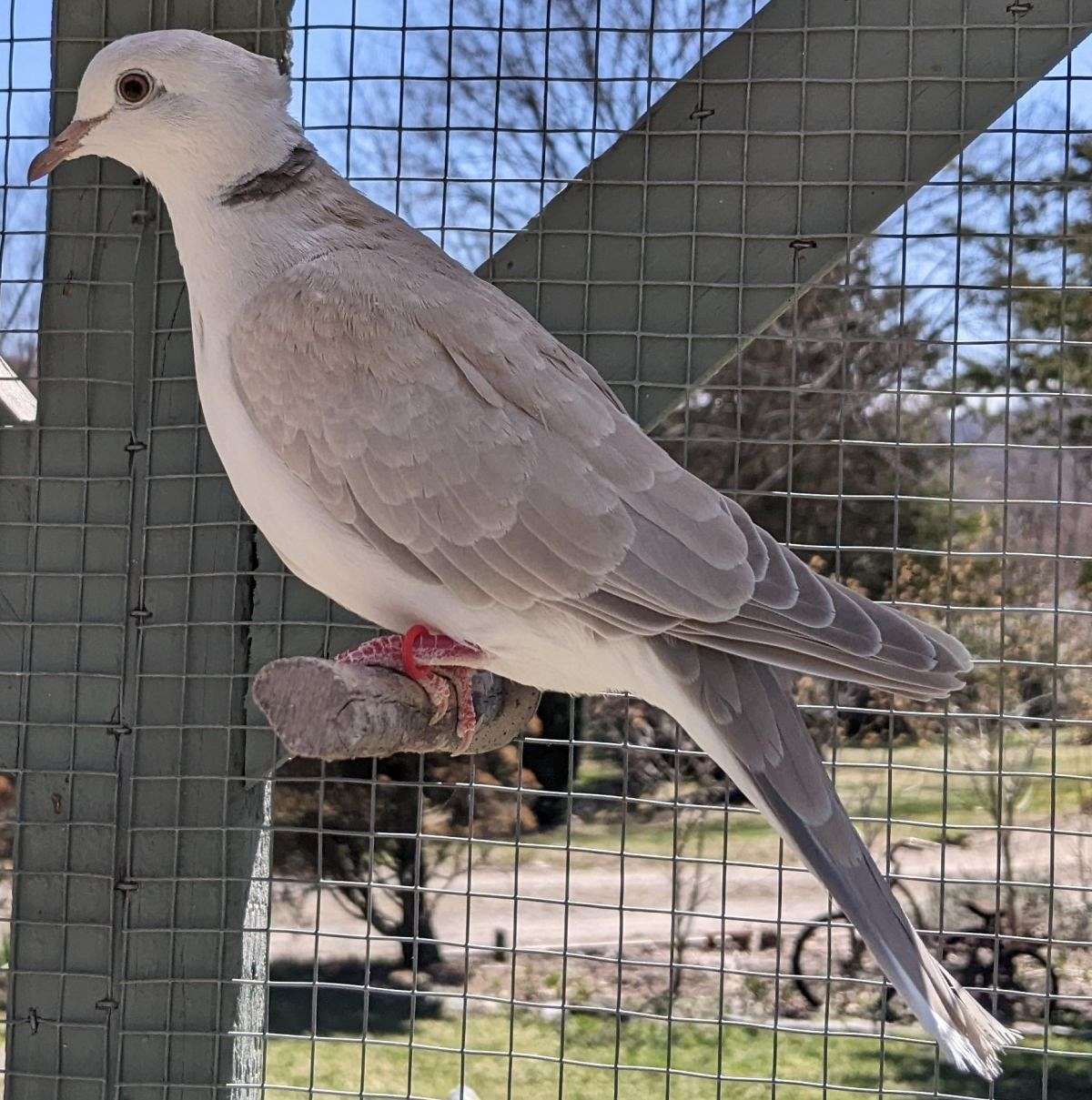 Mimic Snow White Crested and Dark Ivory Crested Ringneck Dove Pair