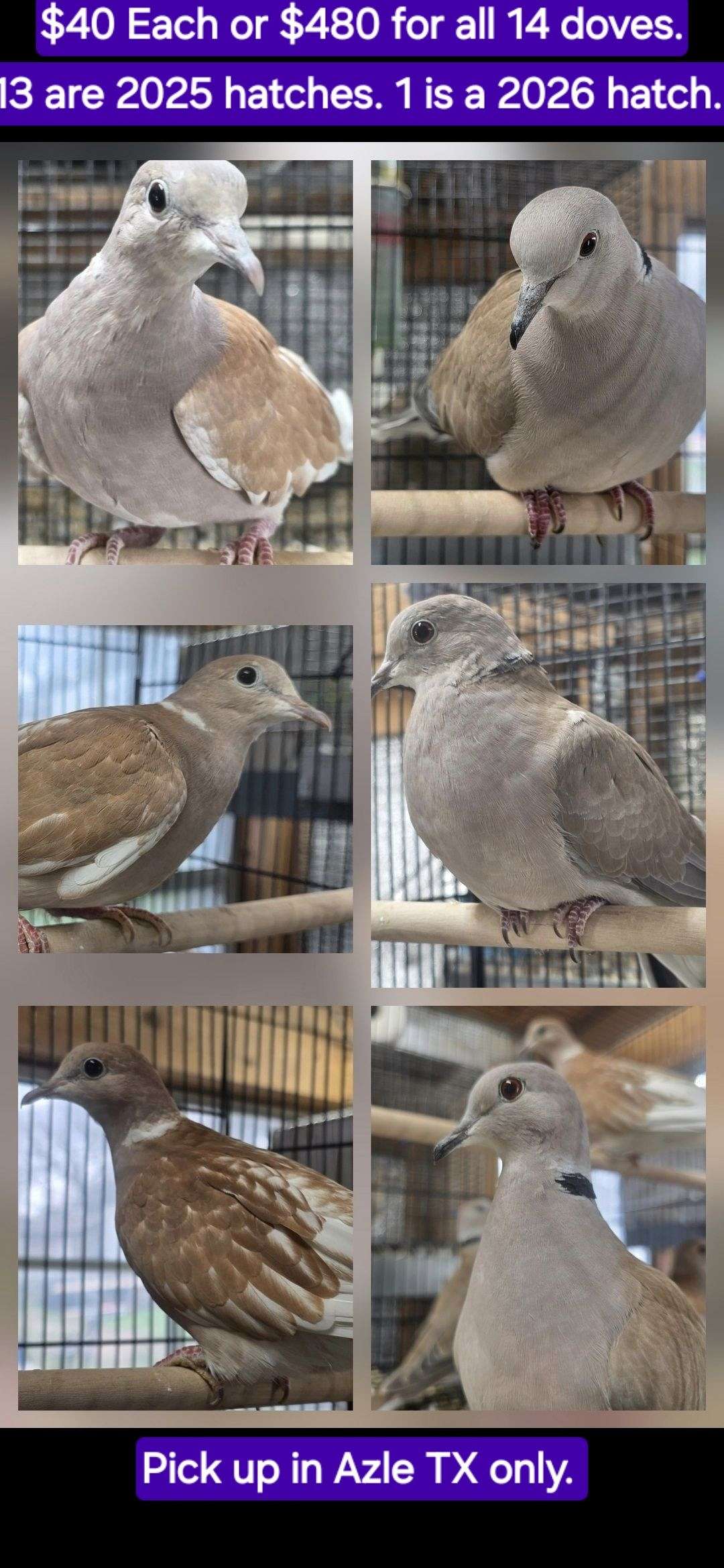 Sweet & Friendly Doves