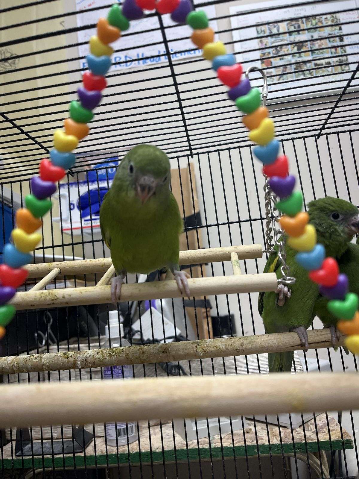 Canary Wing babies