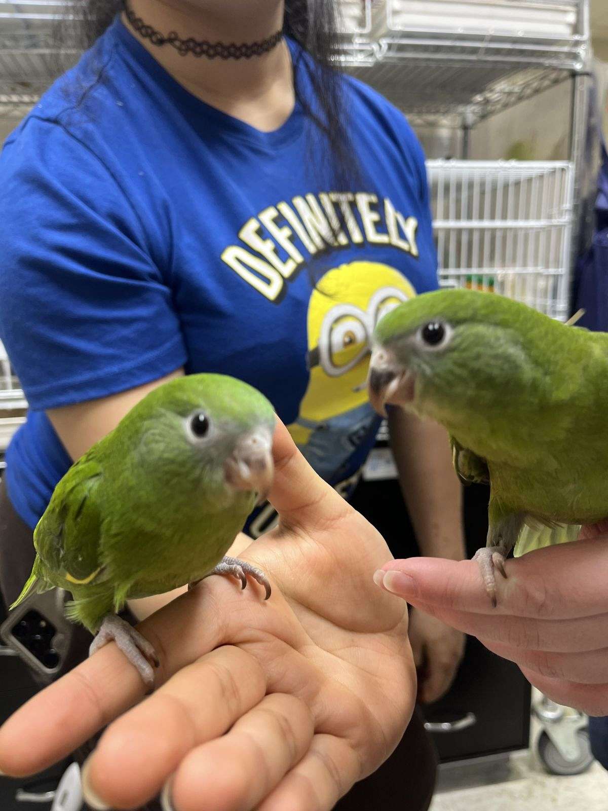 Canary Wing babies