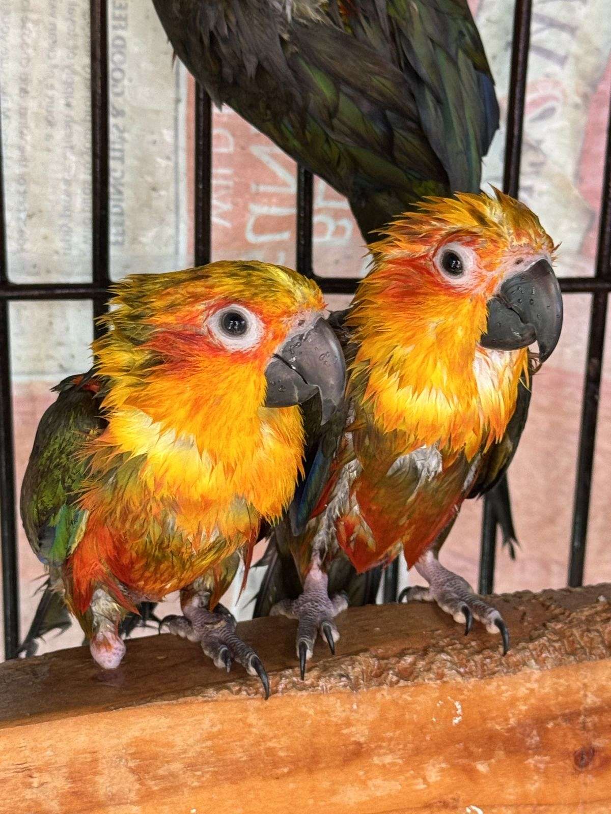 Conure for Sale