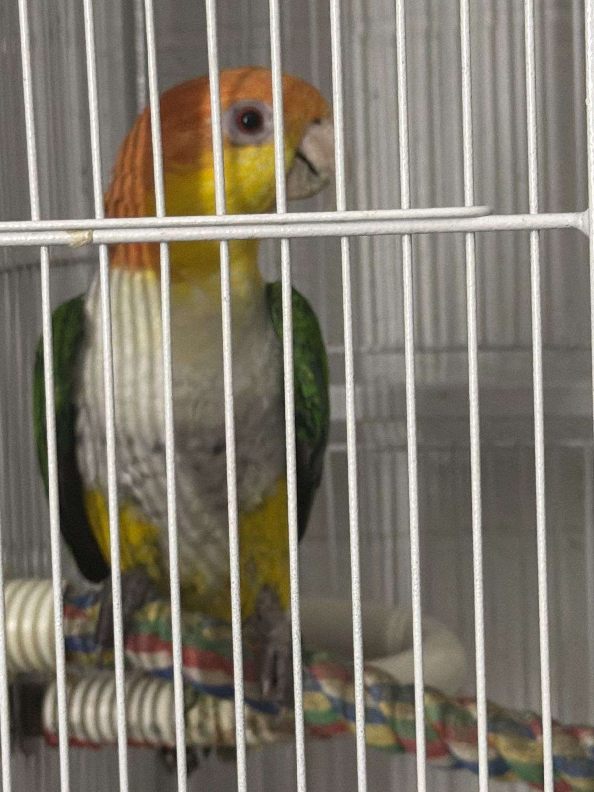 Caique