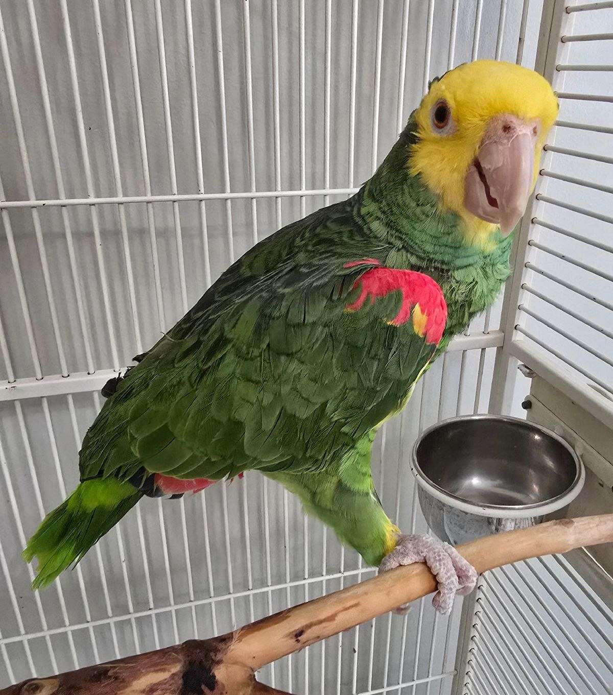 Double Yellow Head Amazon Parrot