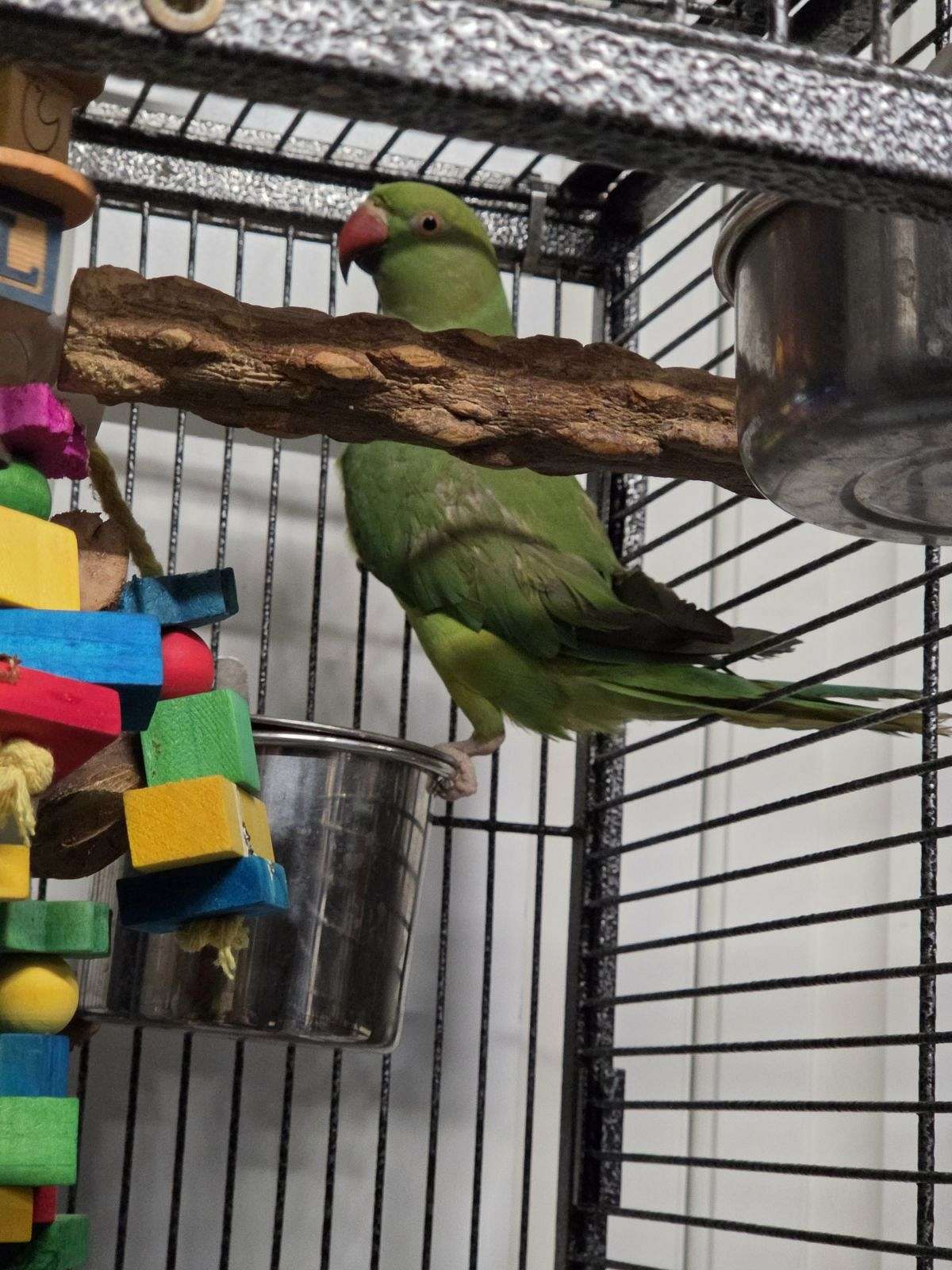 Indian Ringneck green