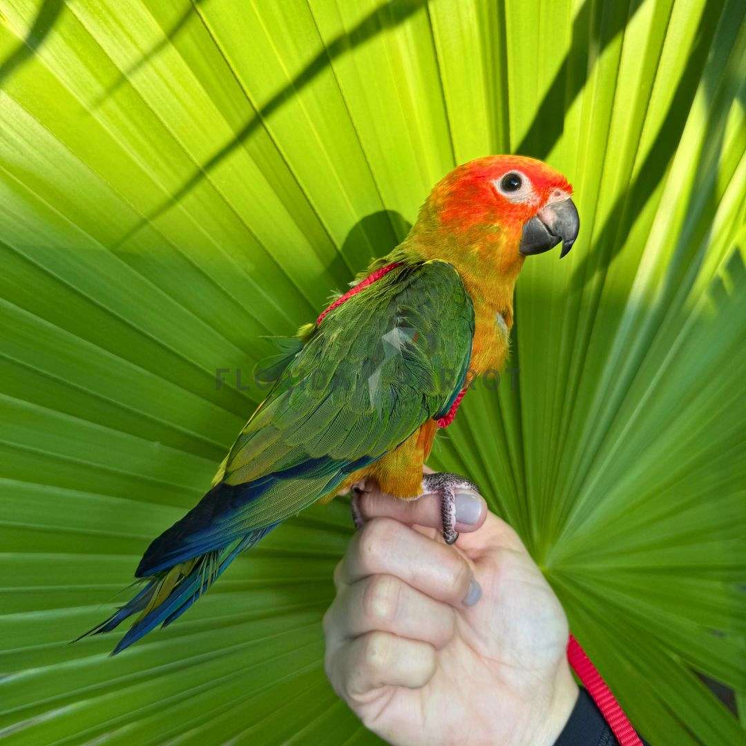 Sun Conure