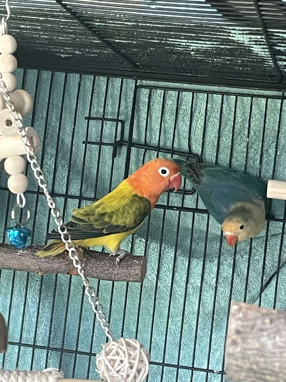 Parbleu and Opaline female Lovebirds , DNA tested.