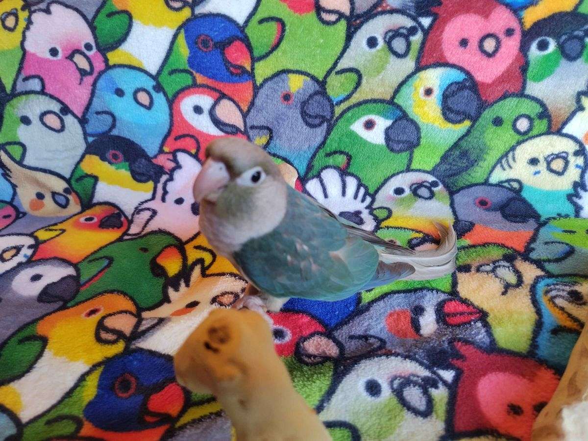 Male Cinnamon Turquoise Green Cheek Conure (Band: 077)