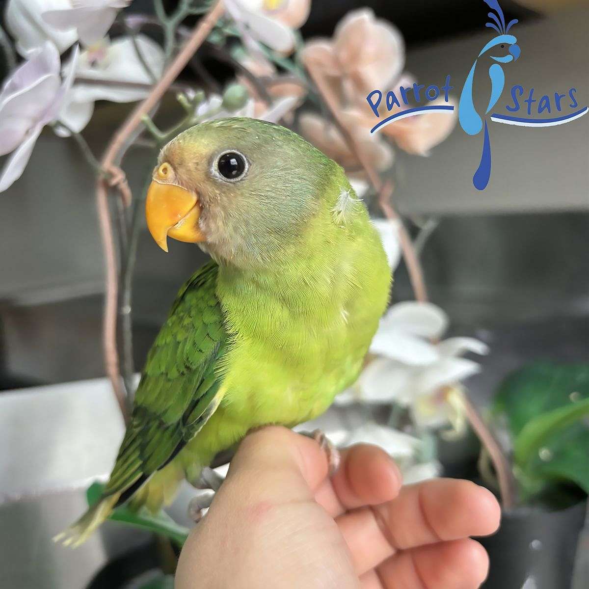 Baby Plum-headed Parakeet