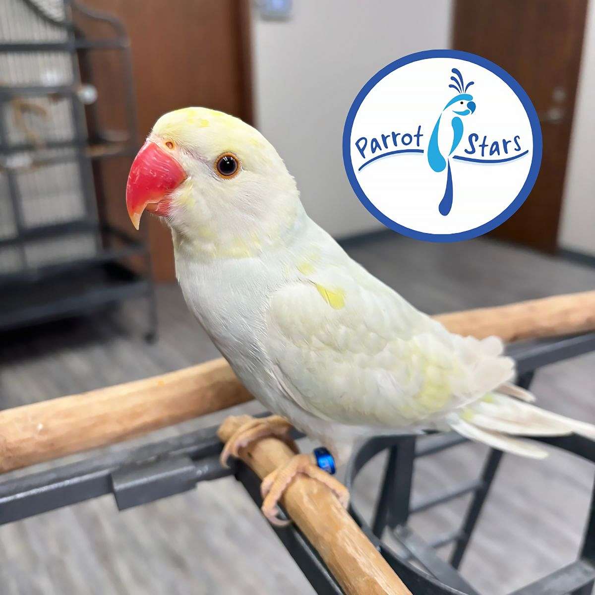 Baby Blue Turquoise Lacewing Indian Ringneck Parakeet