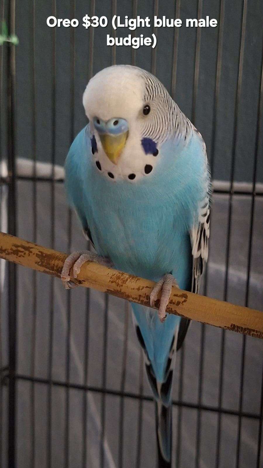 Oreo (Light blue male budgie)