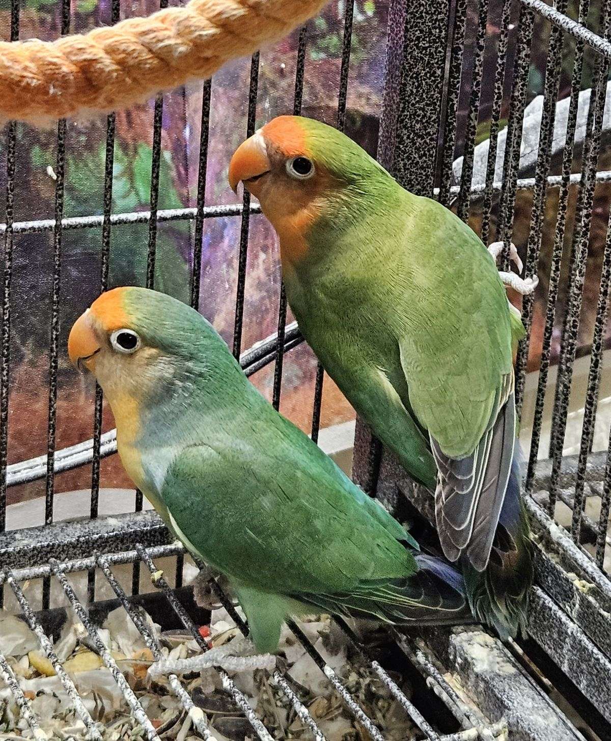 Sugarplum & Mistletoe - Bonded Pair of Lovebirds