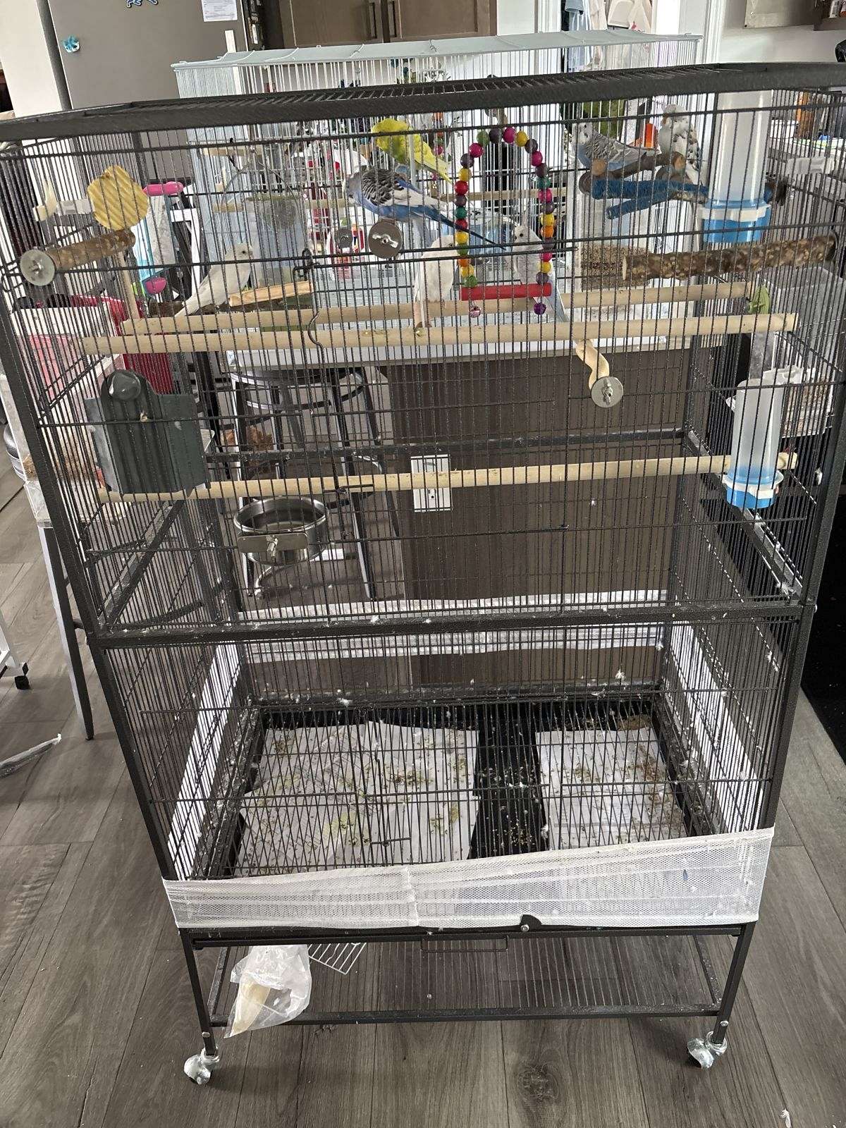 Parakeets and cage