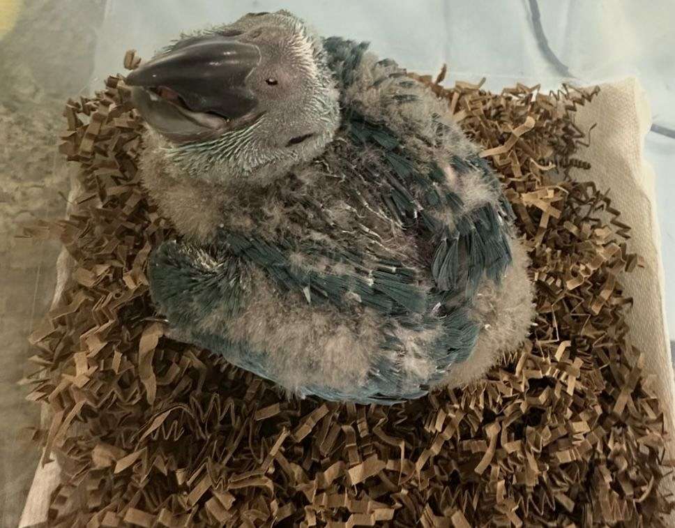 Blue mutation Yellow Naped Amazon