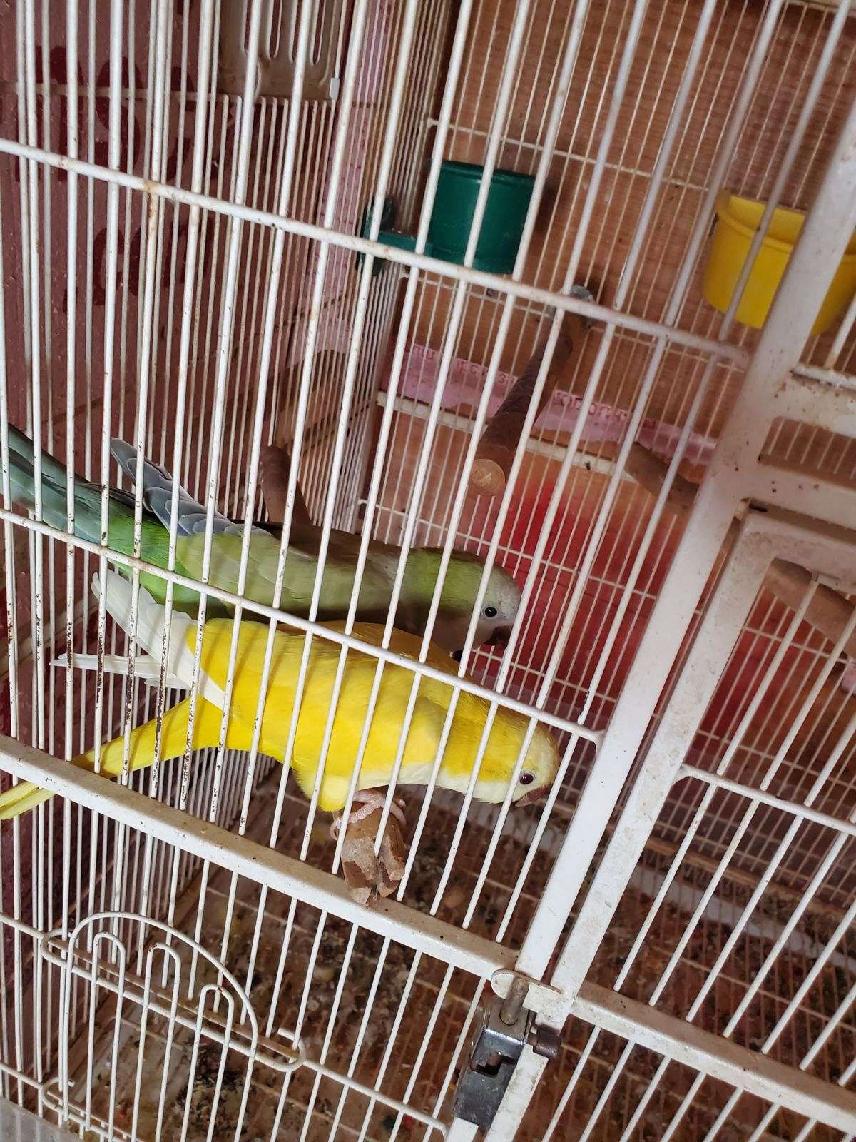 Quaker parrot (breeders)