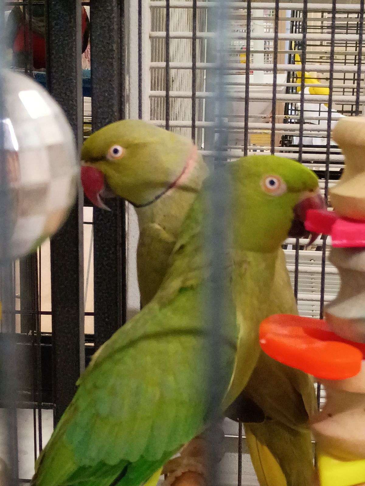 ISO Indian Ringneck OR Quaker