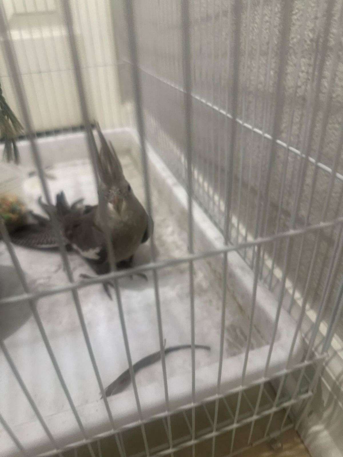 Cocktail for sell
